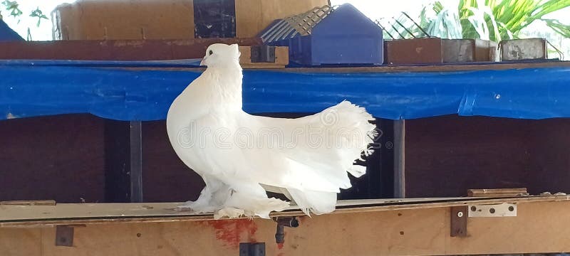 Beautiful White Pigeon Dancing Stock Image - Image of dancing, pigeon ...