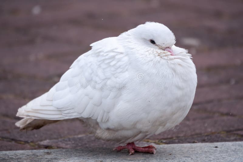 A Beautiful White Pigeon on the Ground Stock Image - Image of doves ...