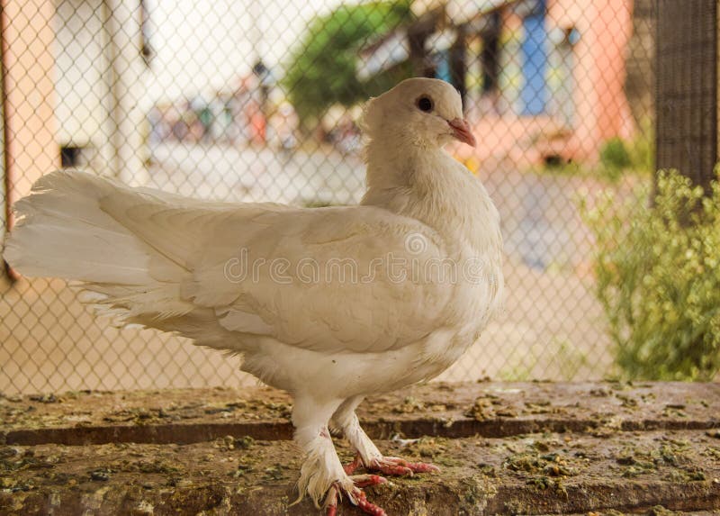 Beautiful White Cute Pigeon Queen Love Birds Stock Image - Image of ...