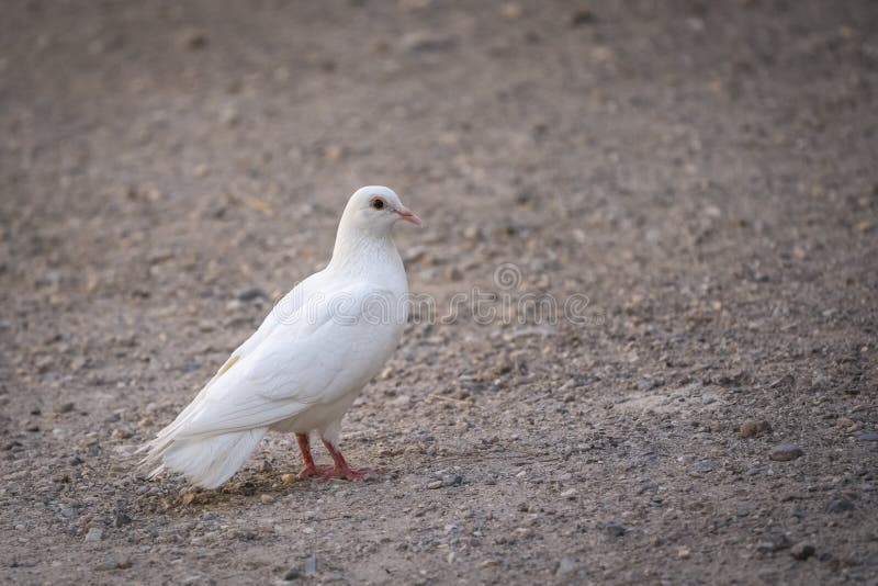 Beautiful White Pigeon Standing on the Ground Stock Photo - Image of ...