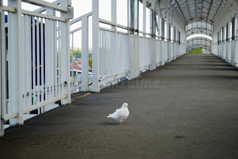 A Beautiful White Pigeon Walks on Asphalt on a Pedestrian Bridge Stock ...
