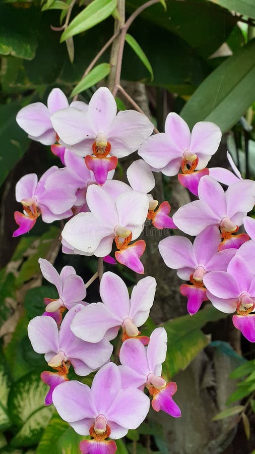 Beautiful White and Pink Moon Archid Flowers Stock Image - Image of ...