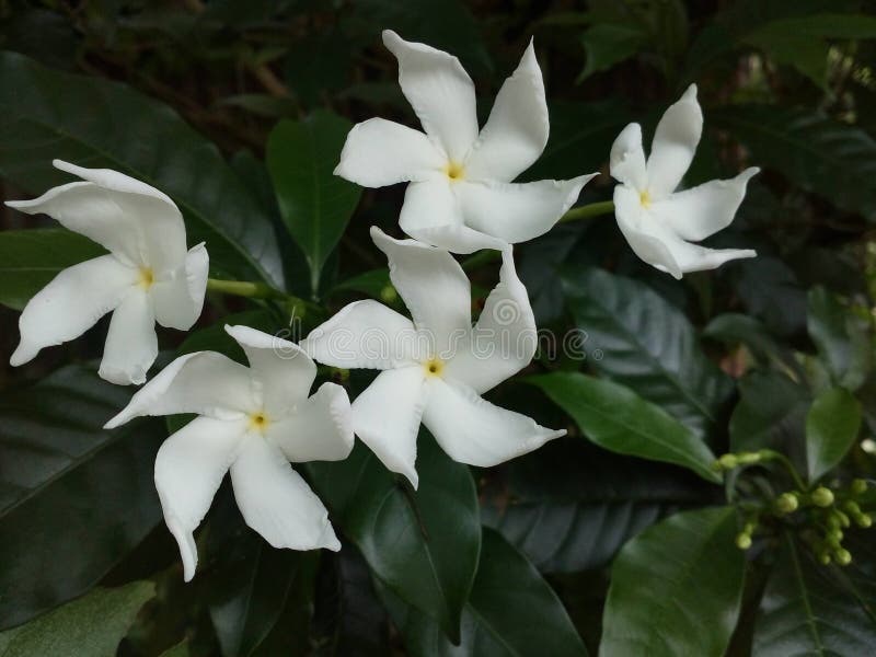 White Pinwheel Flower Very Beautiful Stock Photo - Image of asia ...