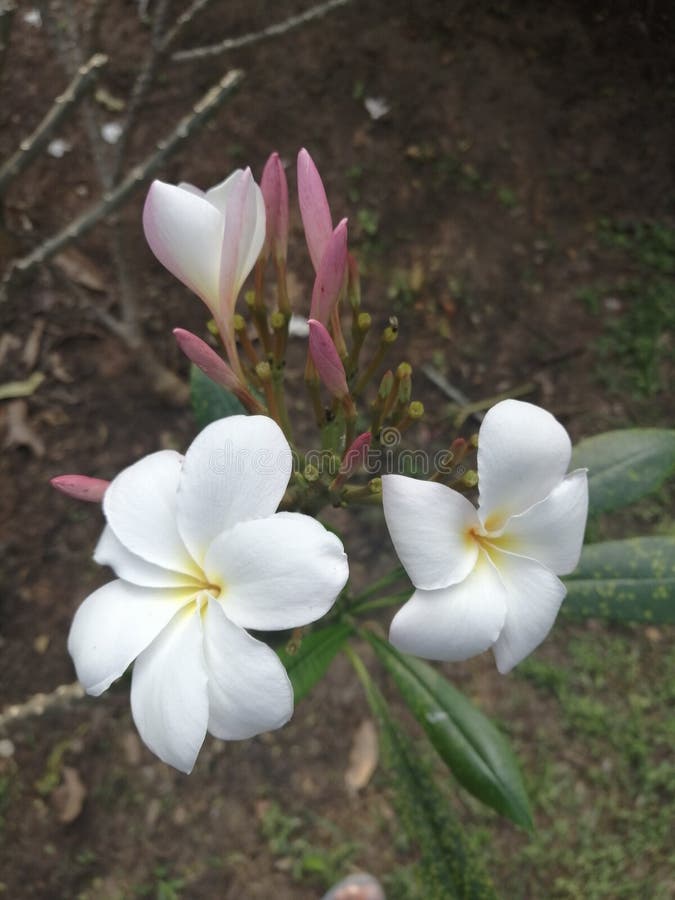 Beautiful white Plants stock image. Image of spring - 211267717