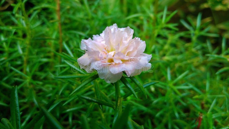 Beautiful White Portulaca Grandiflora Flower Stock Image - Image of ...