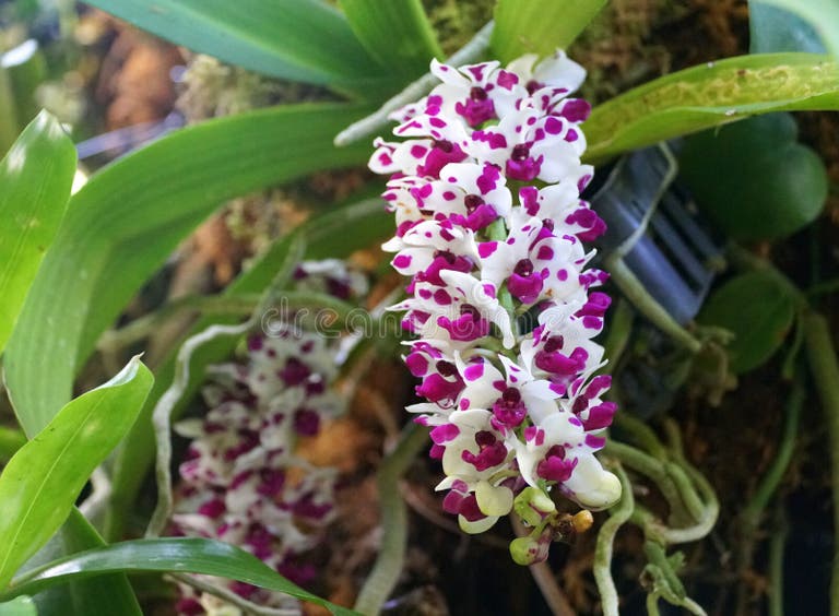 Tiny Orchid Clusters Stock Photos - Free & Royalty-Free Stock Photos ...