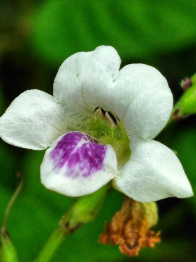 A Beautiful White Purple Folwer Stock Image - Image of green, blossom ...