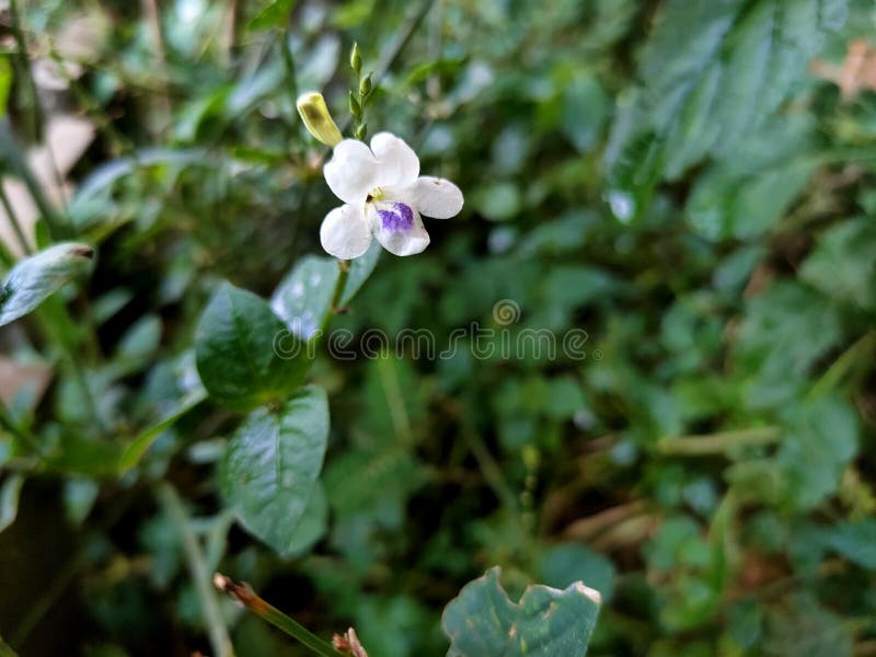 A Beautiful White Purple Tiny Flower Stock Image - Image of gardens ...