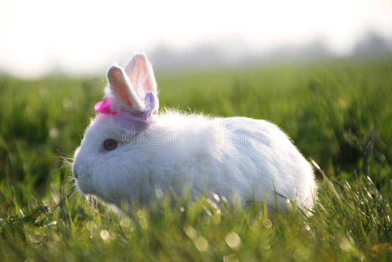 Beautiful White Rabbit on Green Grass in Summer Stock Photo - Image of ...