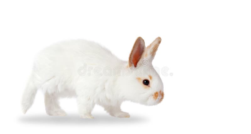 Beautiful White Rabbit Isolated on White Background Stock Image - Image ...