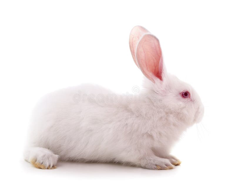 Beautiful white rabbit stock image. Image of coward - 209469429
