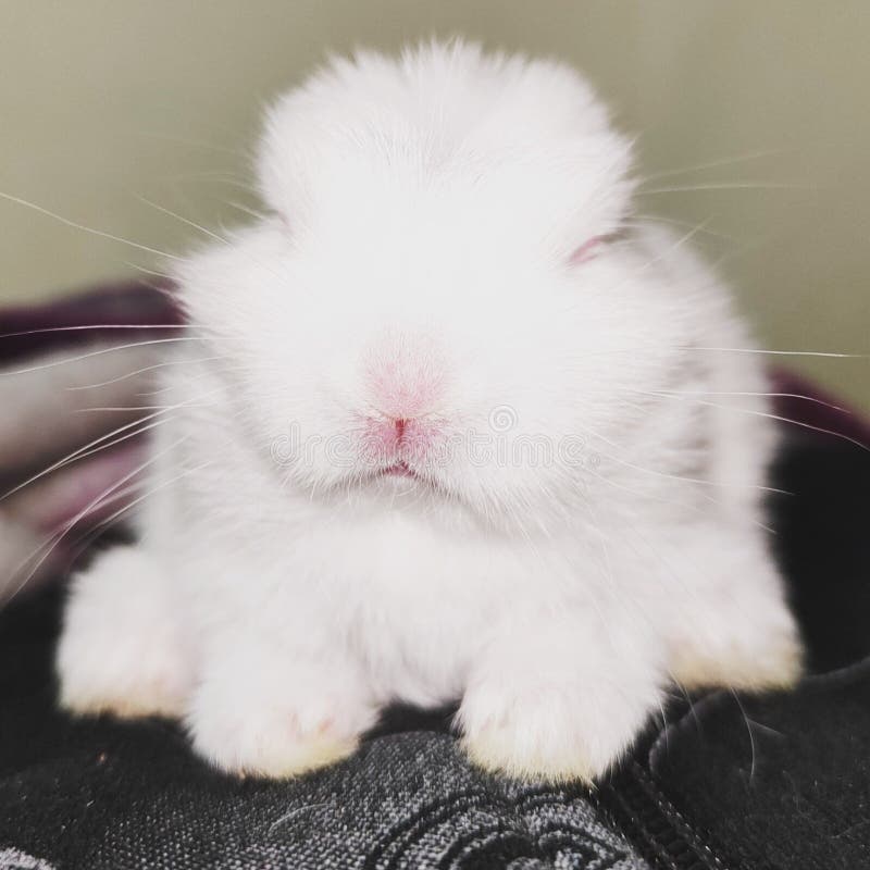 Beautiful White Rabbit Sits Atop a Leather Surface Stock Photo - Image ...