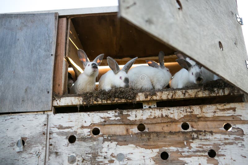 Beautiful white rabbits stock photo. Image of farm, mammal - 75153508