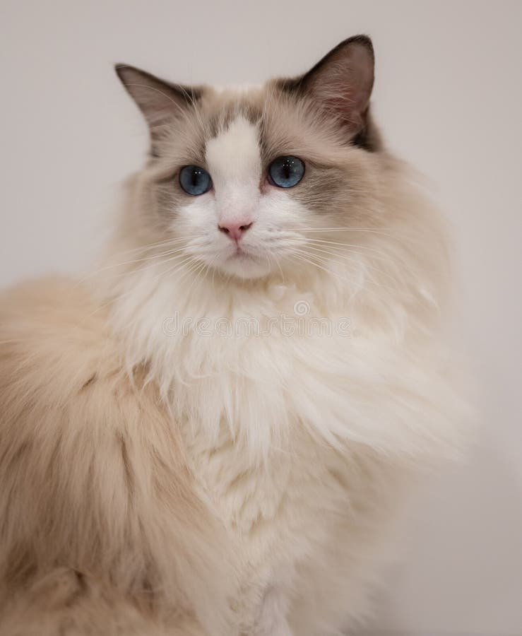 Beautiful White Ragdoll Cat with Mesmerizing Blue Eyes on the White ...