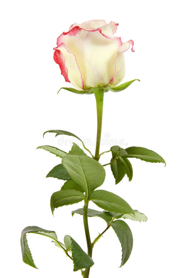 Beautiful White and Red Rose Stems. Isolated Stock Image - Image of ...
