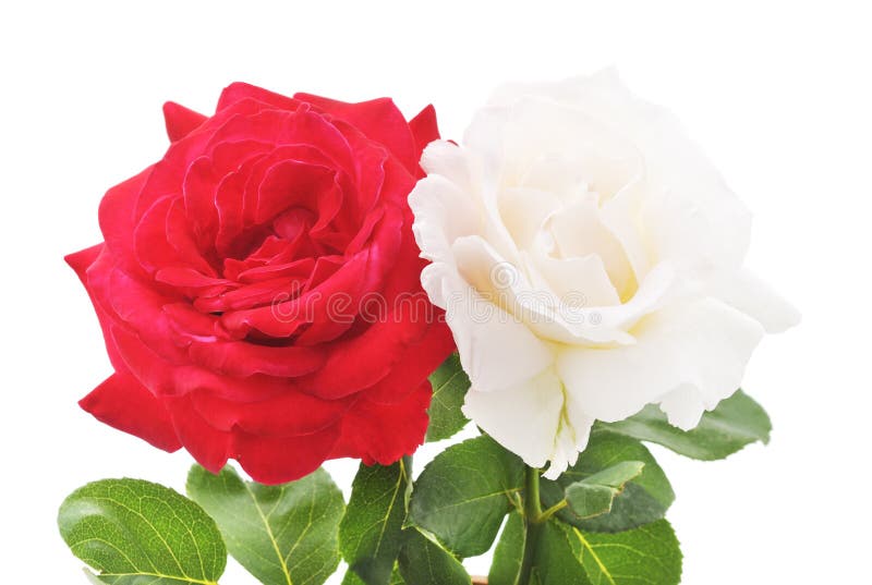 Beautiful White and Red Roses Stock Image - Image of birthday, love ...
