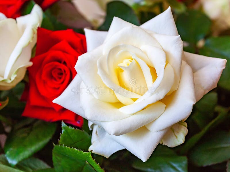 Beautiful White and Red Roses Stock Image - Image of white, beautiful ...