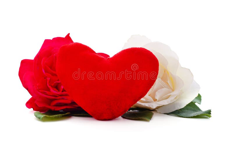 Beautiful White and Red Roses with Heart Stock Image - Image of cute ...