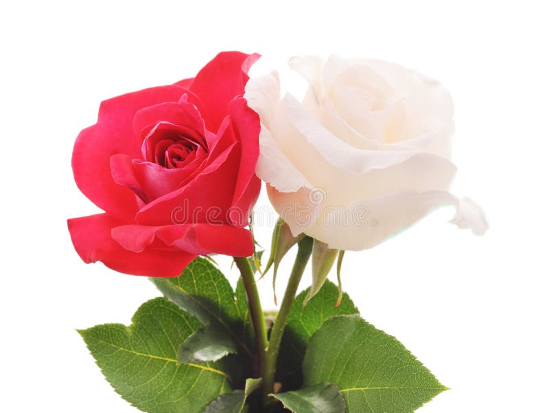 Beautiful White and Red Roses Stock Photo - Image of nature, garden ...
