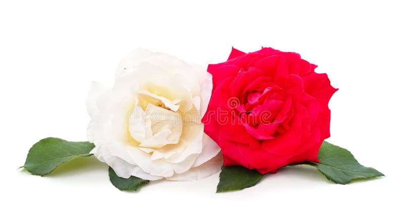 Beautiful White and Red Roses Stock Image - Image of roses, leaves ...