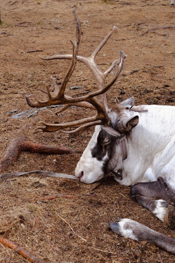 Beautiful White Reindeer Relaxing in a Dry Forest during Sunrise Stock ...