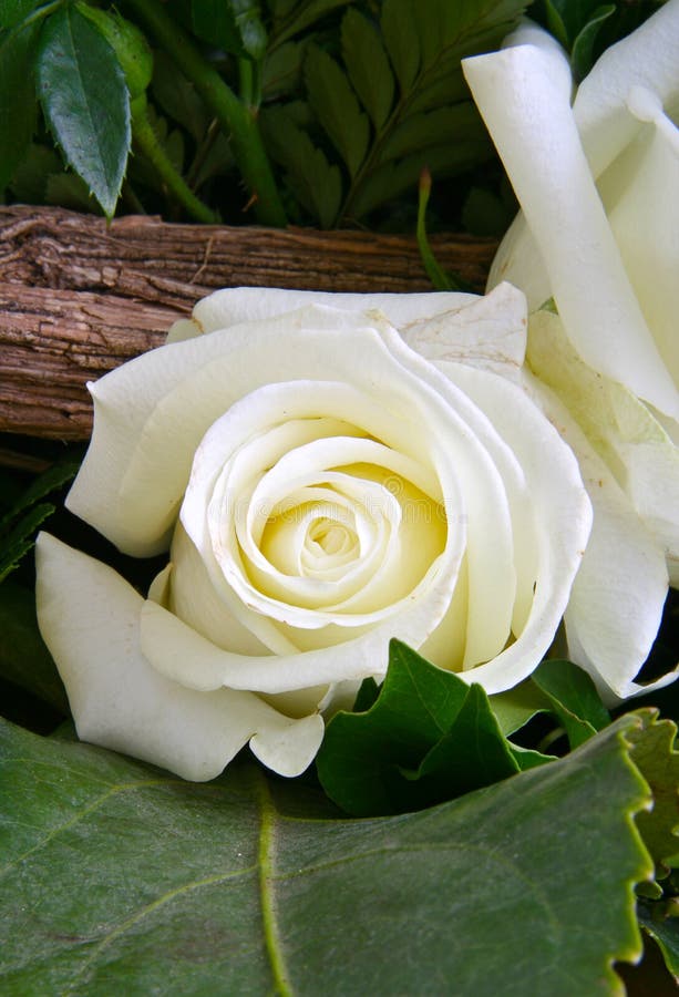 Beautiful white rose stock image. Image of love, green - 11649677