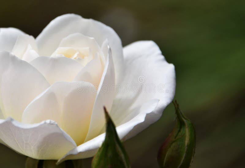 A beautiful white Rose stock photo. Image of close, flora - 230241718
