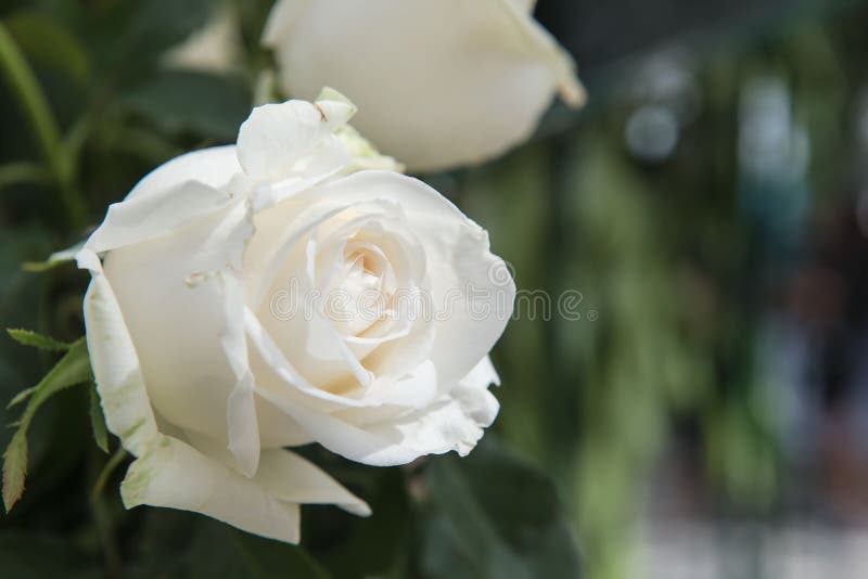 Beautiful White Rose As a Natural in the Garden. Stock Image - Image of ...