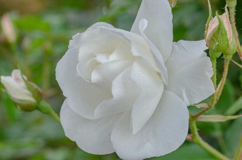 A beautiful white- rose stock photo. Image of floral - 263325426