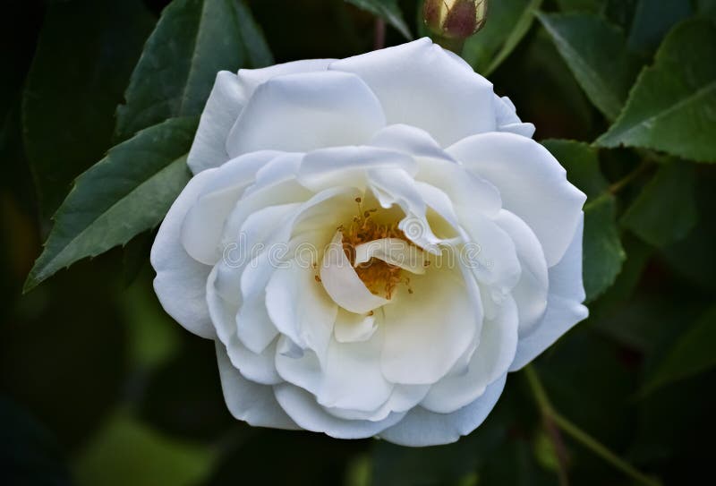 Beautiful white rose stock image. Image of stamen, shrub - 71655573