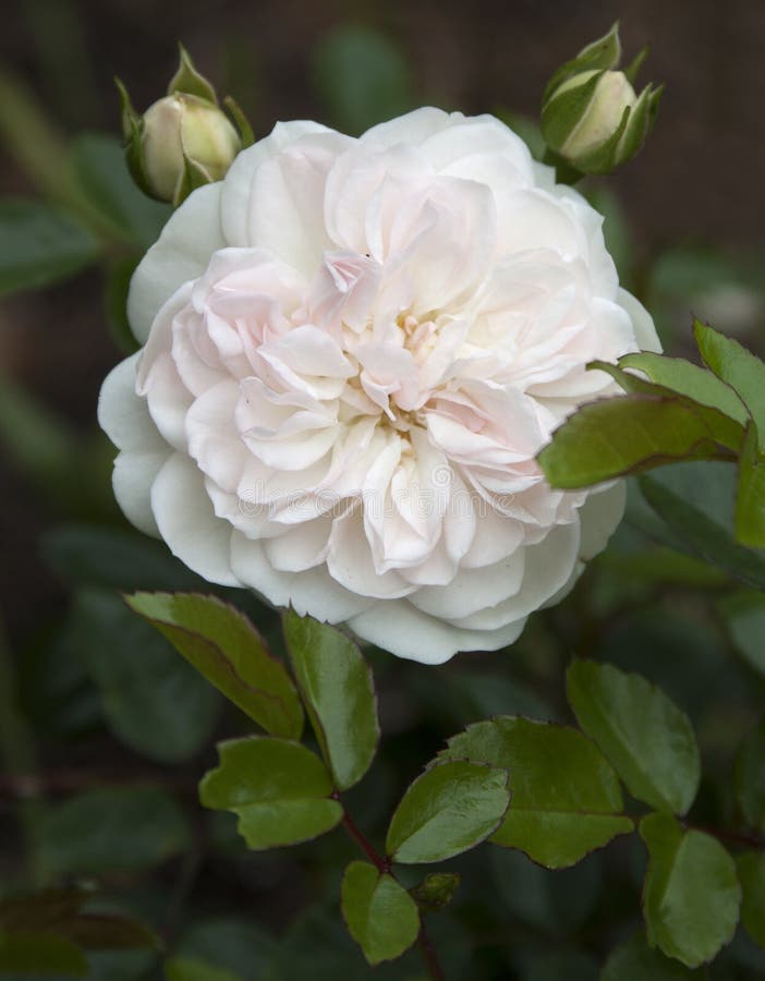 Beautiful white rose stock photo. Image of nature, gift - 88719728