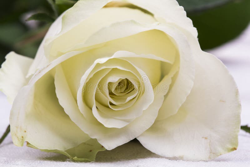 Beautiful white rose stock photo. Image of close, passion - 66614396