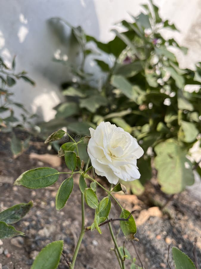 The Beautiful White Rose Flower in the Garden Stock Image - Image of ...