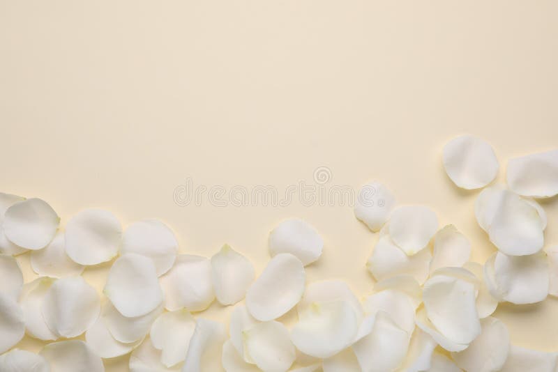 Beautiful White Rose Flower Petals on Beige Background, Flat Lay. Space ...