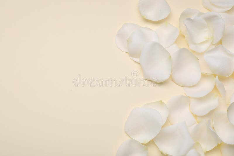 Beautiful White Rose Flower Petals on Beige Background, Flat Lay. Space ...