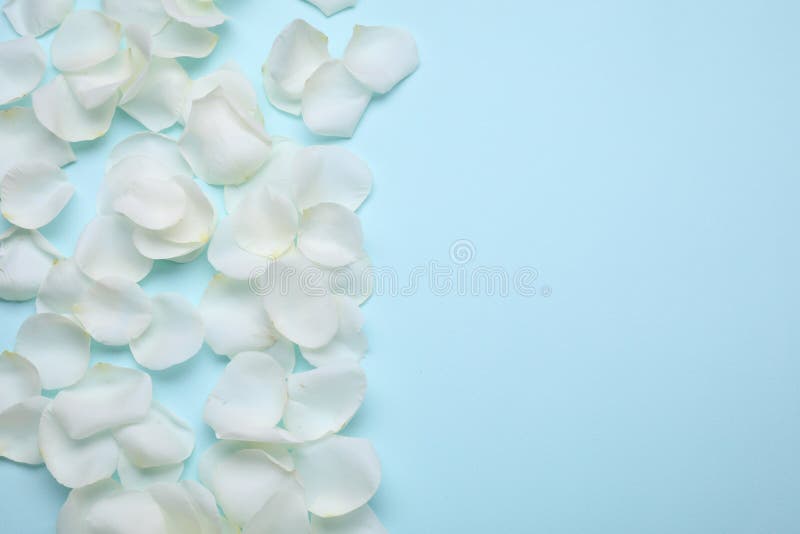 Beautiful White Rose Flower Petals on Light Blue Background, Flat Lay ...