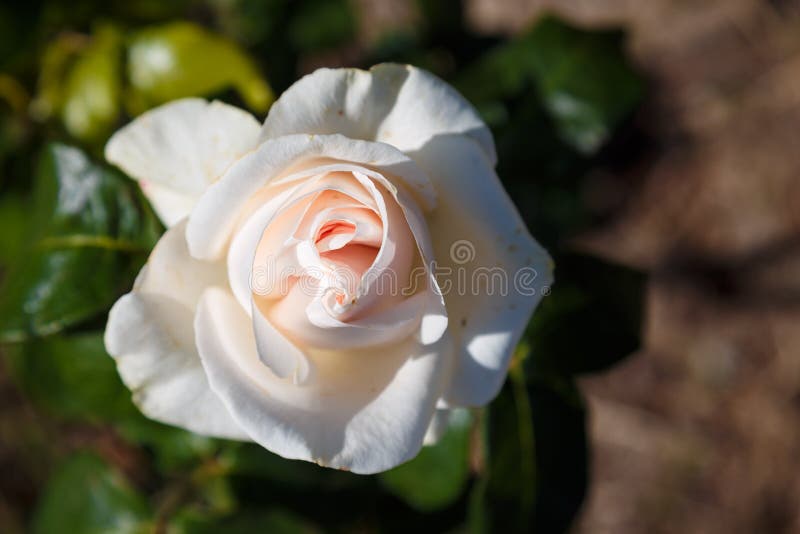 Beautiful White Rose Flower in Sunlight. Springtime Blossom Concept ...