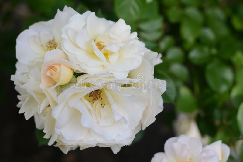 Beautiful White Rose Flowers Blooming, Closeup Stock Image - Image of ...