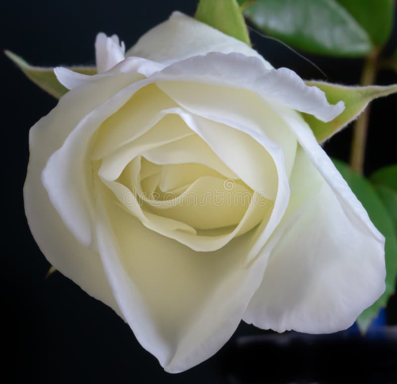 White rose in bloom stock photo. Image of isolated, white - 220913512