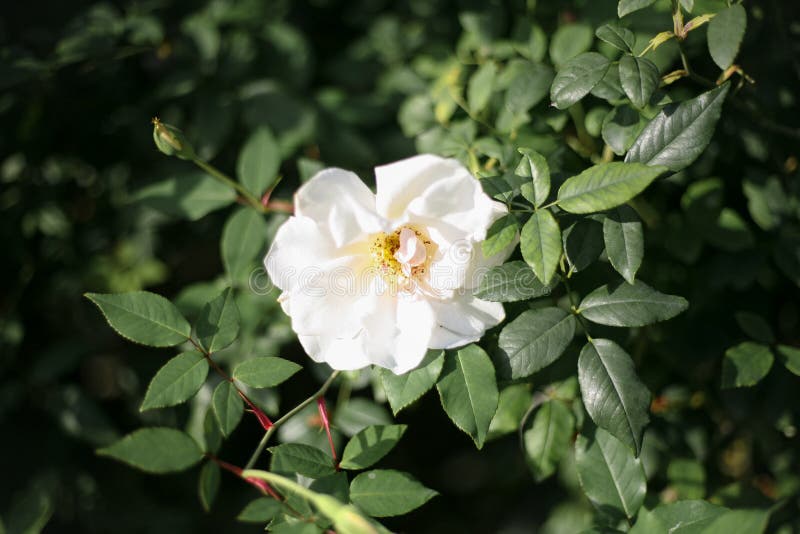A Beautiful White Rose In The Garden Stock Photo - Image of floral ...