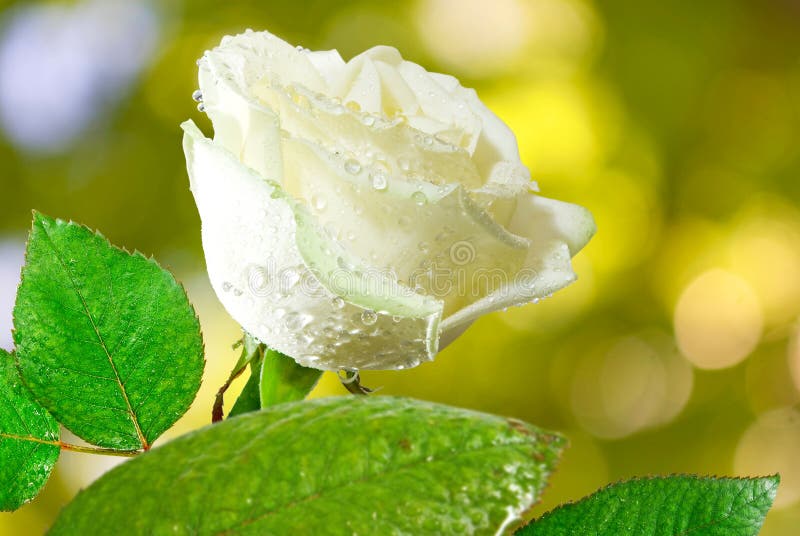 Beautiful White Rose in the Garden Close-up Stock Image - Image of ...