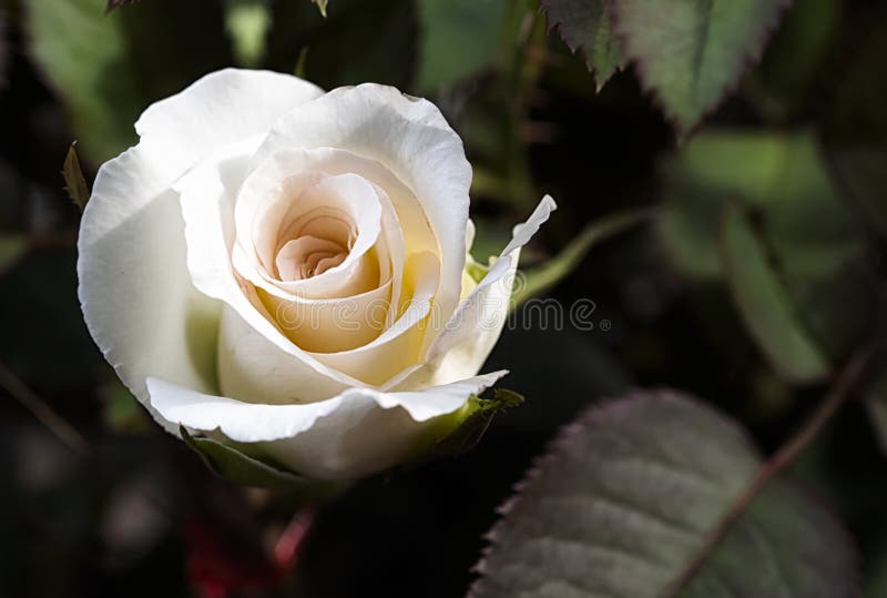 Beautiful White Rose Flower in the Garden Stock Photo - Image of ...