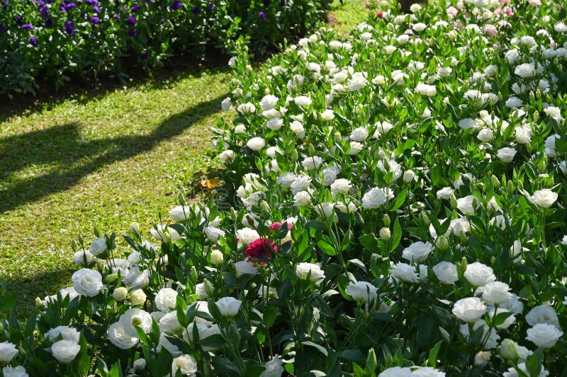 Beautiful White Rose in the Garden, Natural Background in Springtime ...