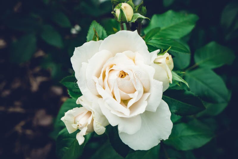 Beautiful White Rose in the Garden. Top View. Toned Image Stock Image ...