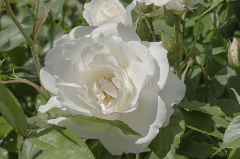 A Beautiful White- Rose with in a Graden Stock Photo - Image of ...
