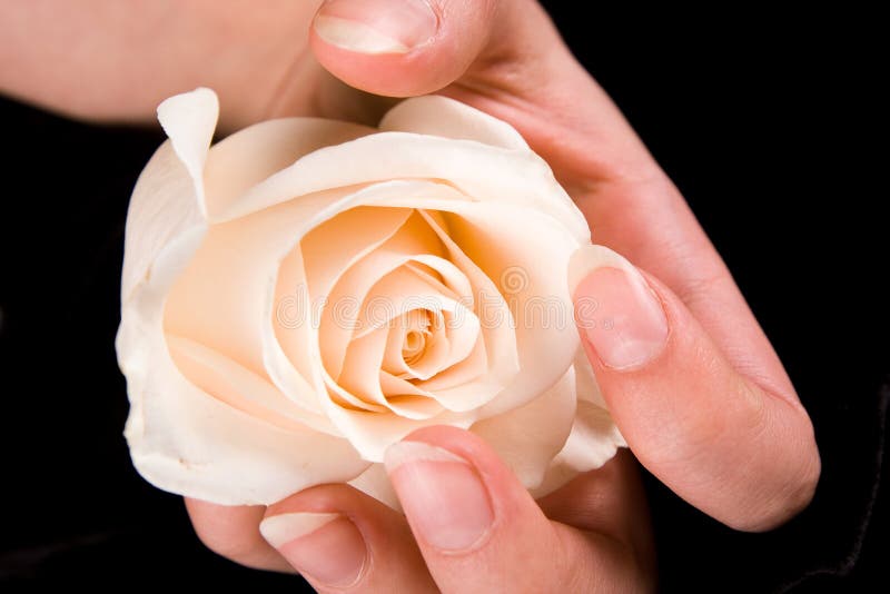 Beautiful White Rose and Hand Stock Photo - Image of plant, elegant ...