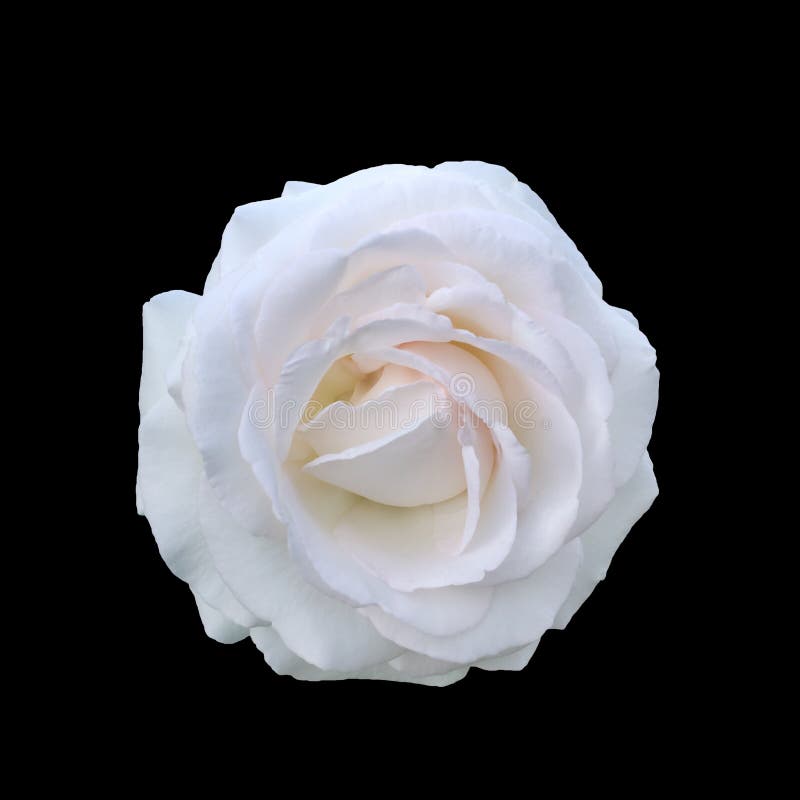 Beautiful white rose stock image. Image of pearl, color - 151629675