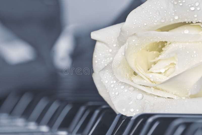 Romantic Concept - White Rose on Piano Keys Stock Image - Image of ...