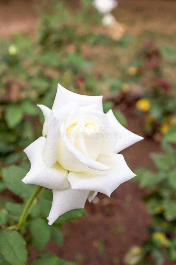 Beautiful White Rose on Tree Stock Image - Image of romance, perfume ...