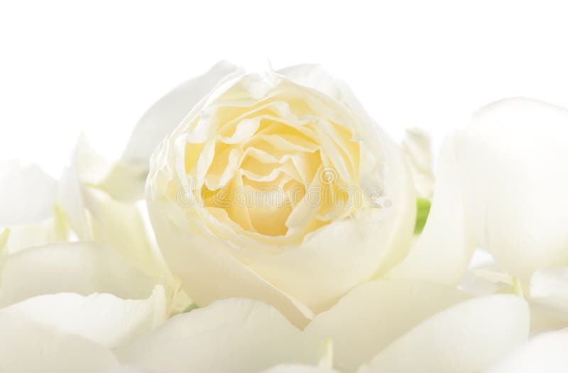 Beautiful White Rose on a White Background Stock Image - Image of soft ...